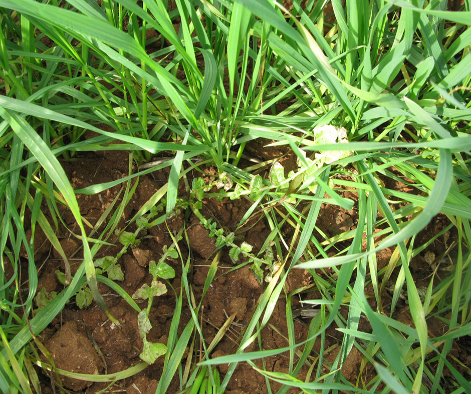 Herbicide resistant wild radish in central NSW - WeedSmart