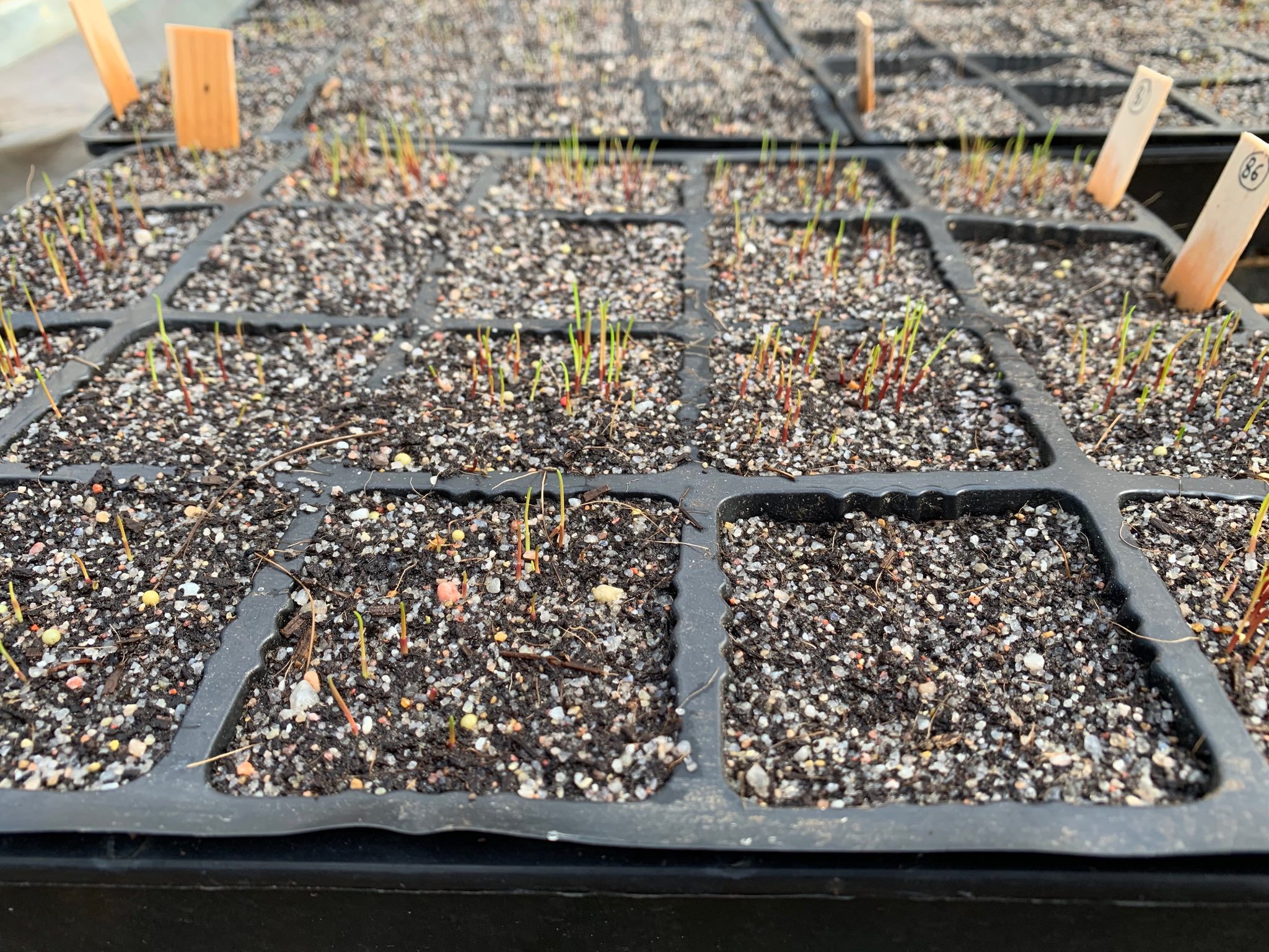 Glyphosate Resistance Update with Peter Boutsalis - WeedSmart