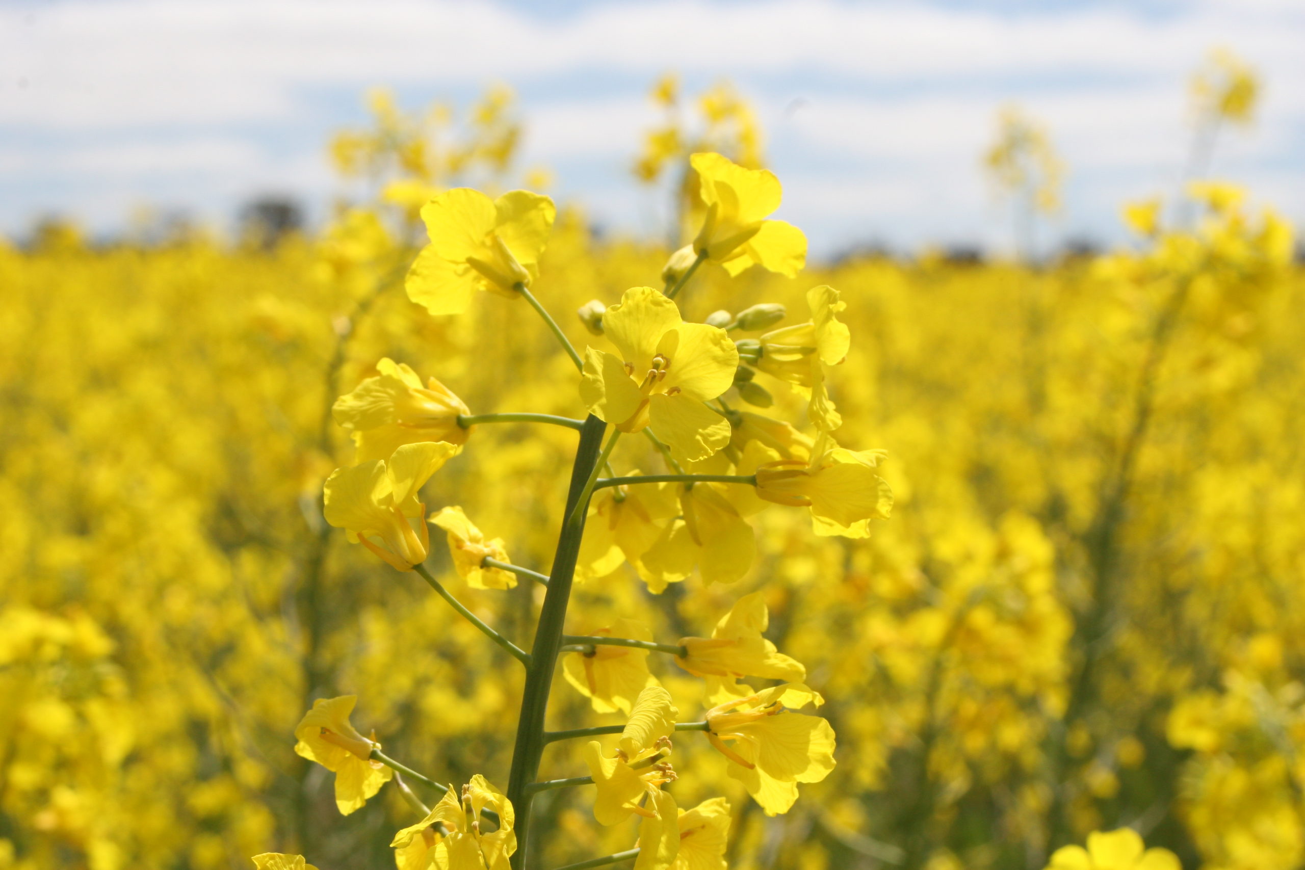 Spray drift & crop competition - WeedSmart
