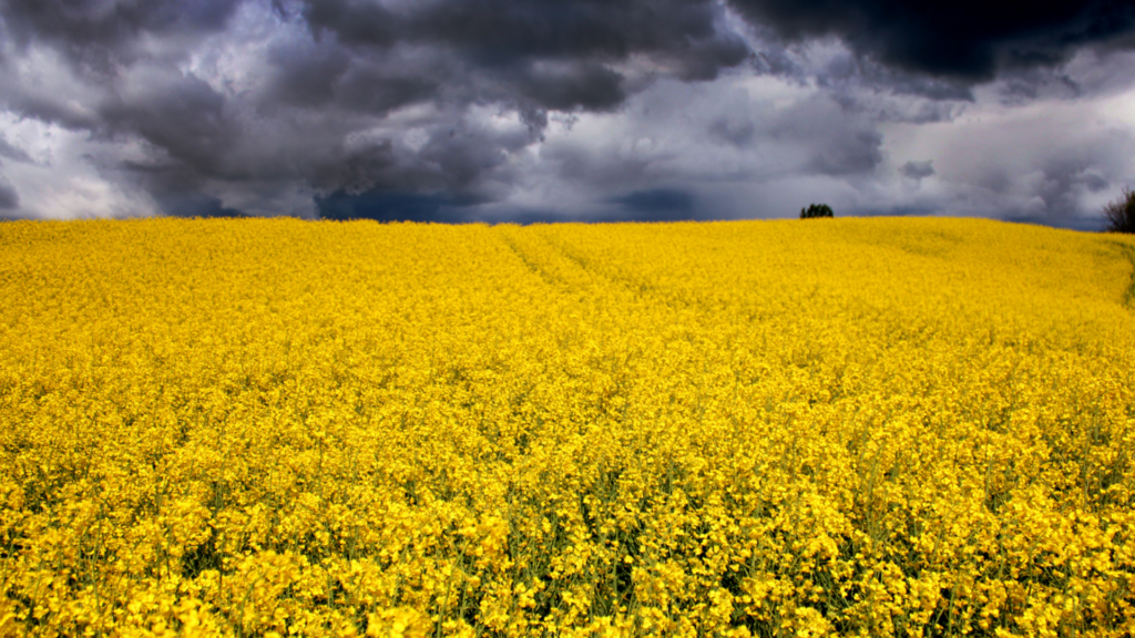 Crop topping, using Sharpen & getting ready for harvest - WeedSmart