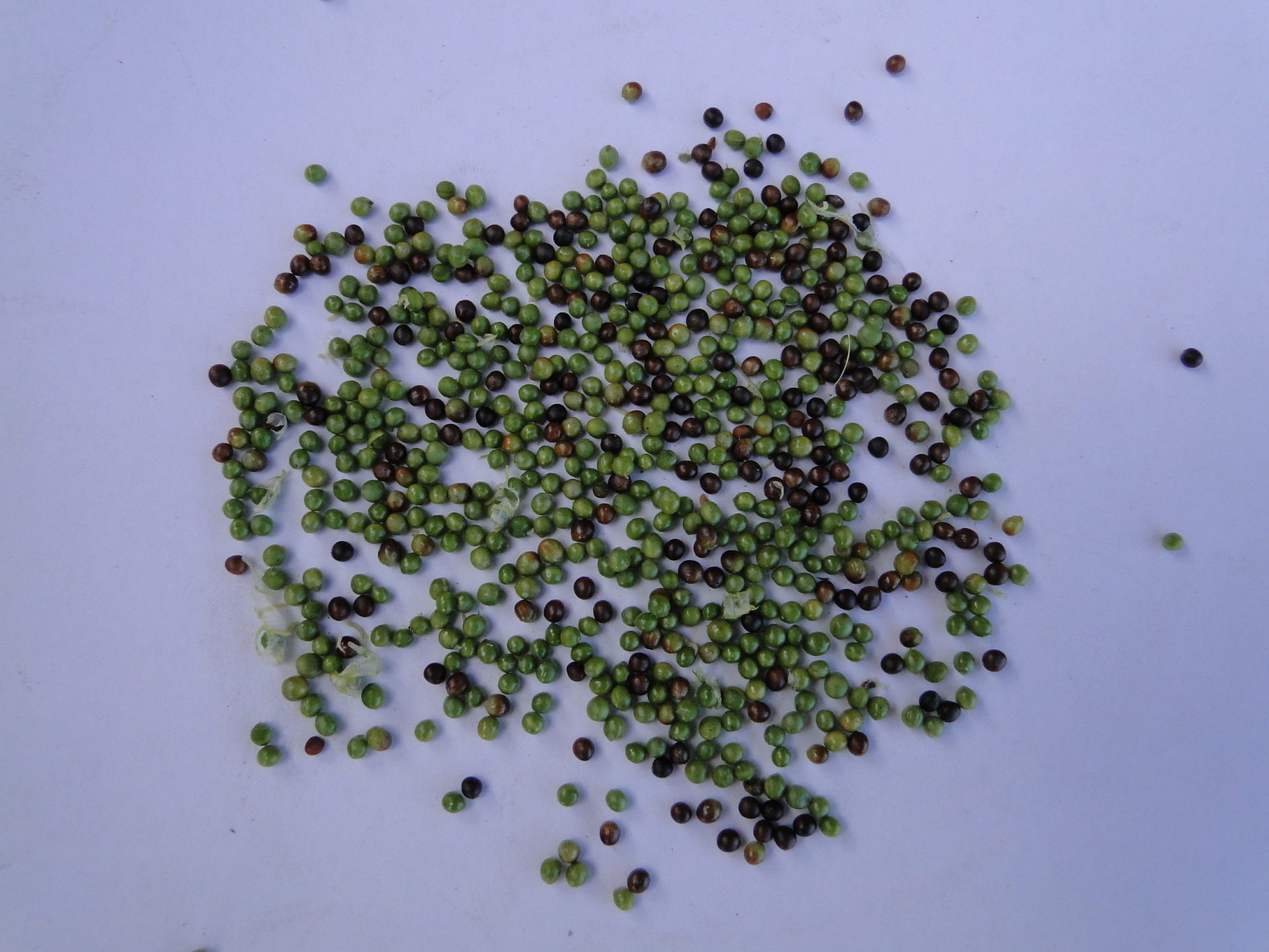 Options for crop topping canola - WeedSmart