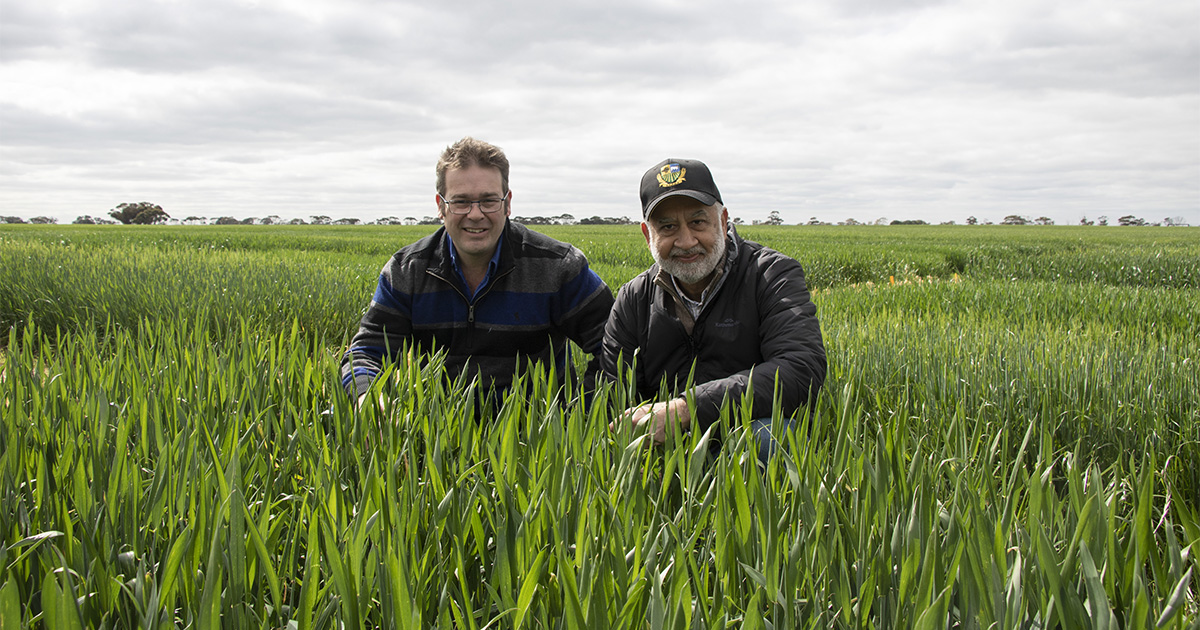 Rising significance of resistant barley grass - WeedSmart