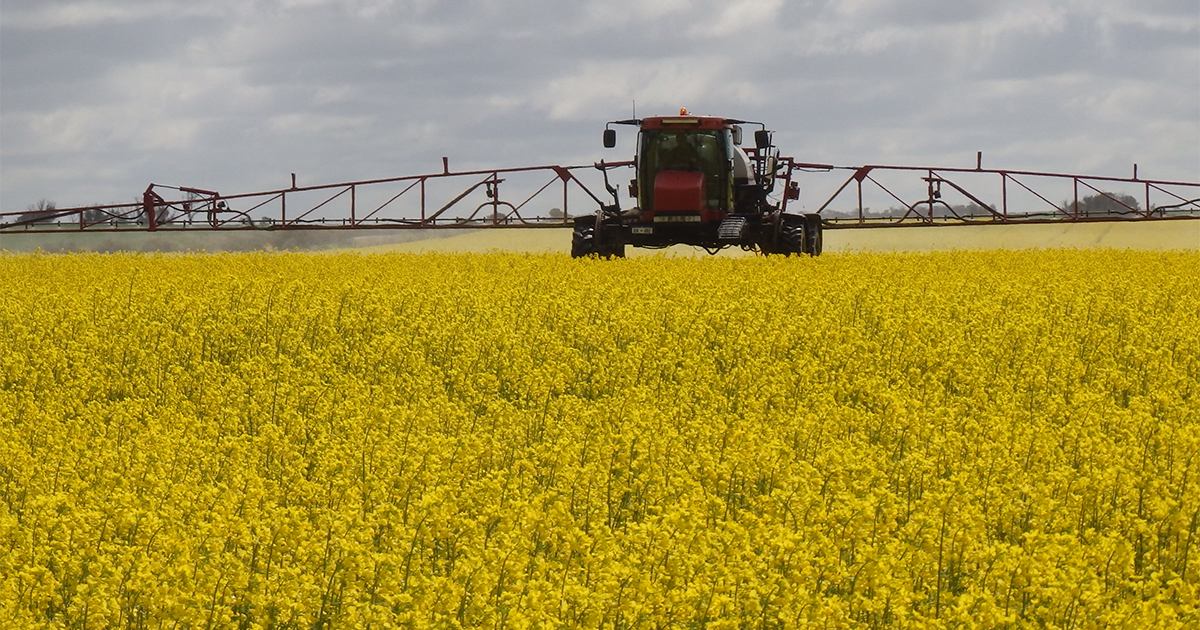 How can I maximise the weed control value of my crop rotation? - WeedSmart