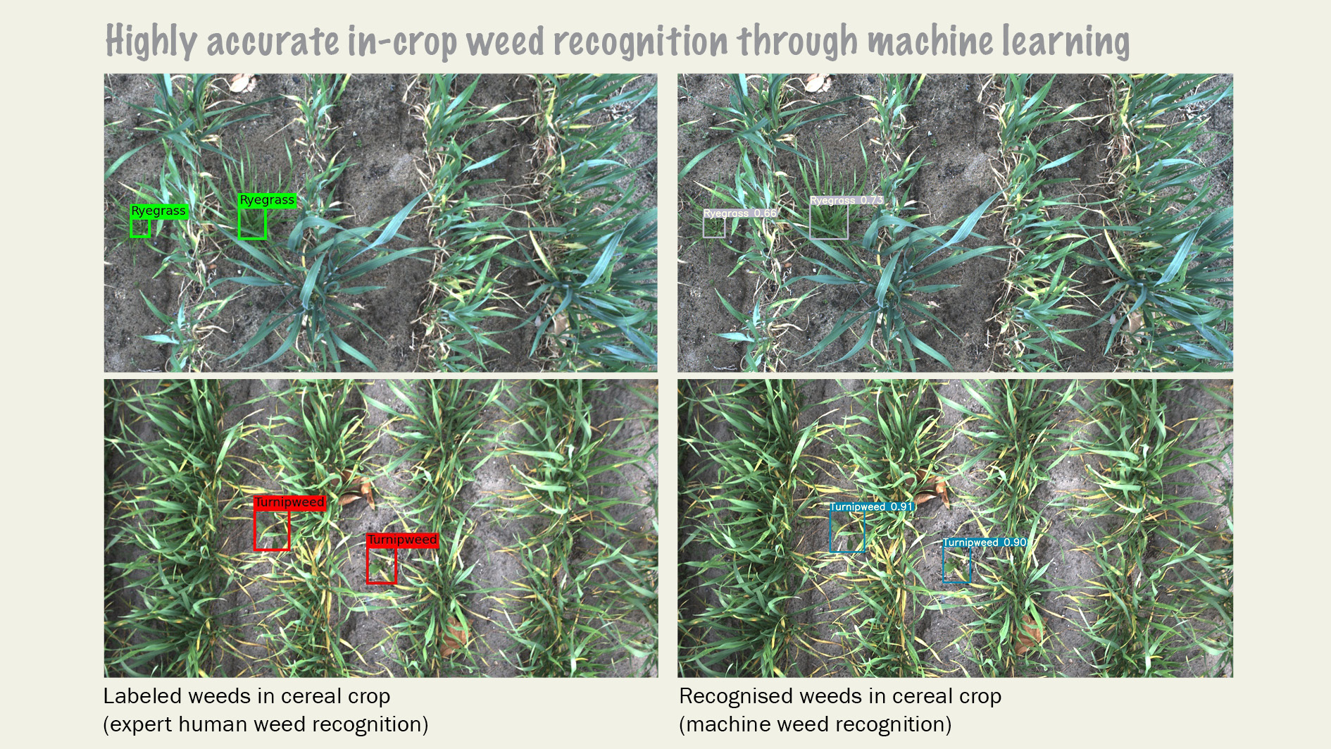 Advances made in weed recognition technologies - WeedSmart