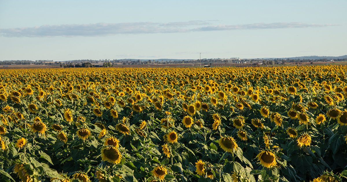 How can I set up my summer crops to help manage weeds? - WeedSmart