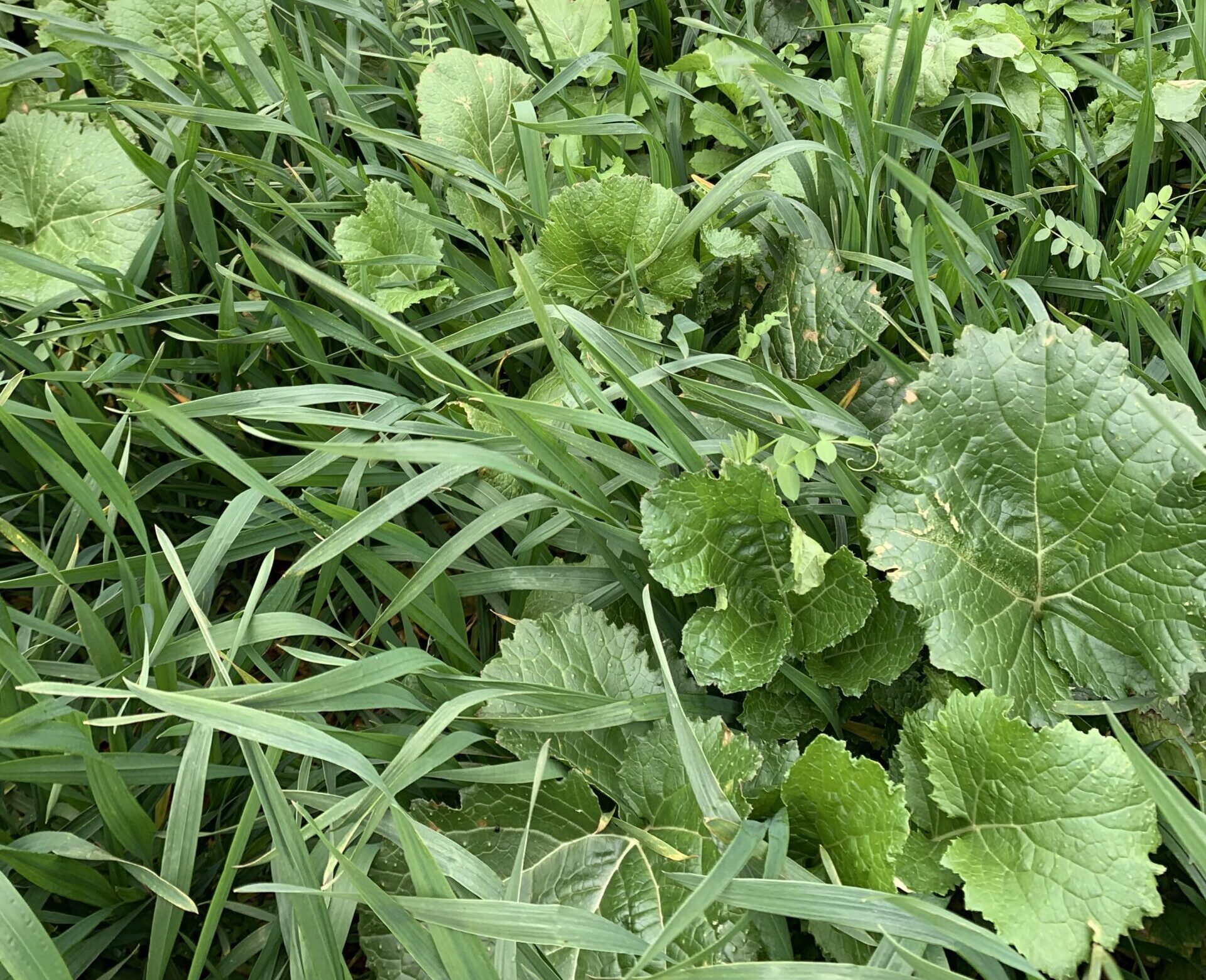 Can intercropping help with weed management? - WeedSmart