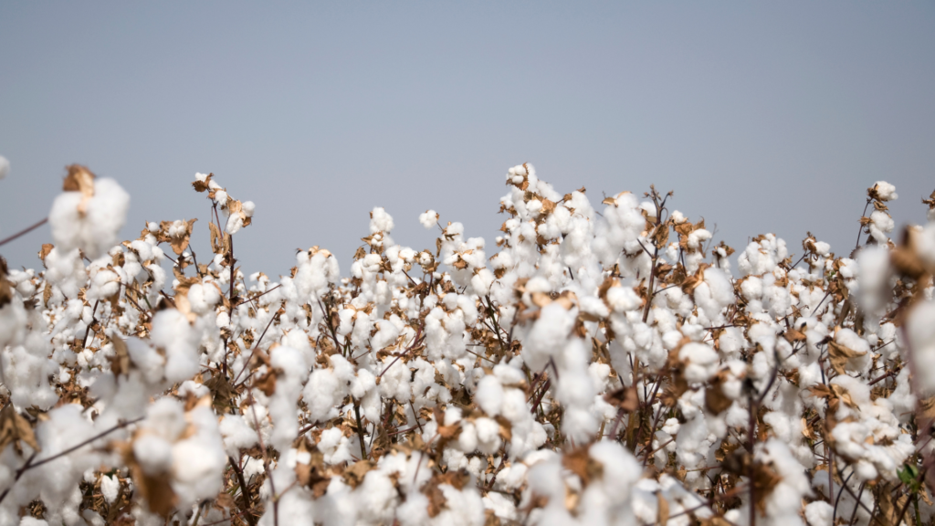 No survivors – weed control in cotton, what does it look like in 2022 ...