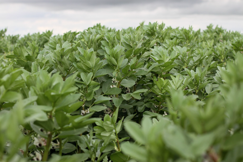 How faba beans pack a punch against sowthistle - WeedSmart
