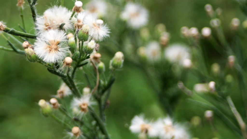 Biological control of crop weeds - development of novel tools and ...