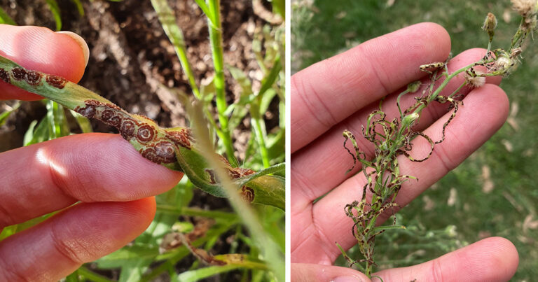 Is biological control of flaxleaf fleabane practical? - WeedSmart