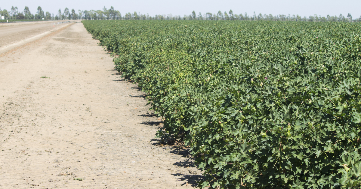 Keeping weed numbers low pays off in cotton - WeedSmart
